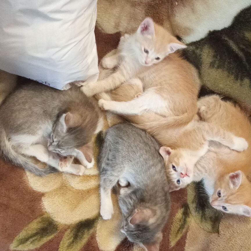 Отдам котяток бесплатно