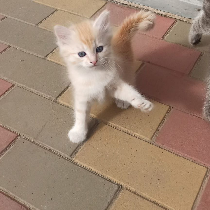 Ищем хозяев для котят