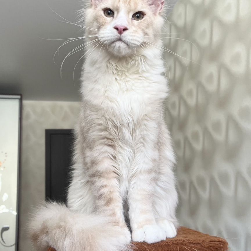 Мальчик мейн-кун