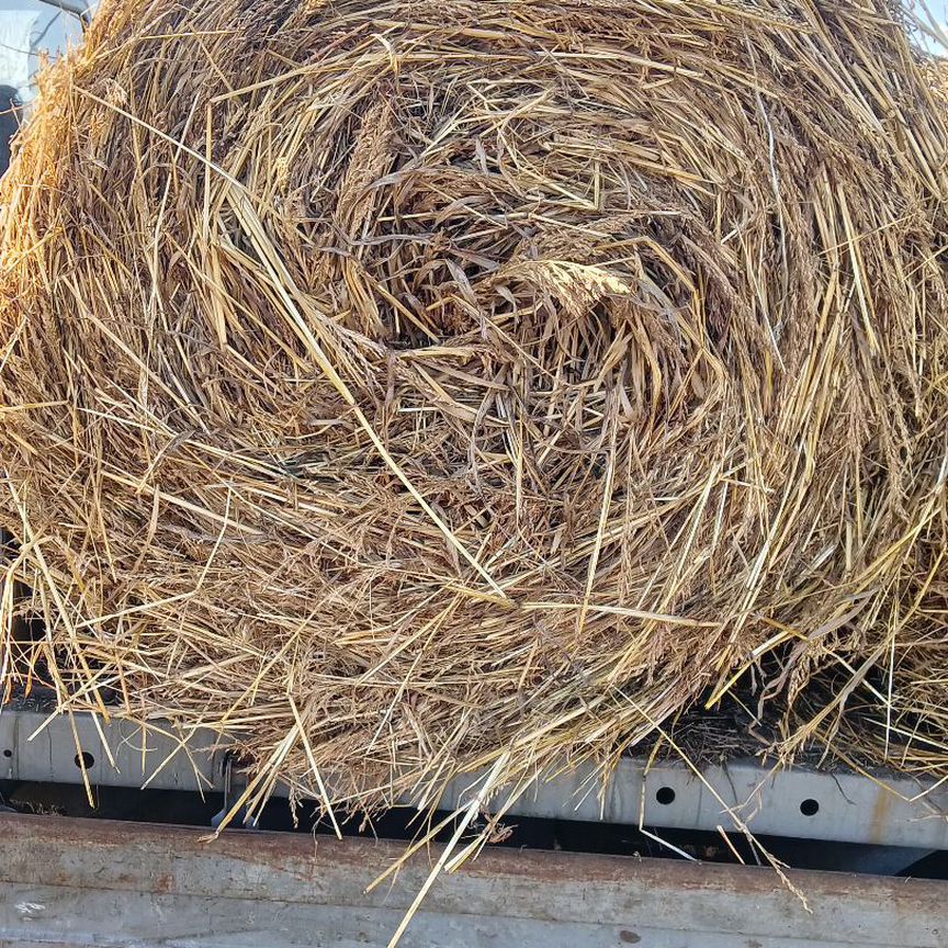 Сено с суданской травы