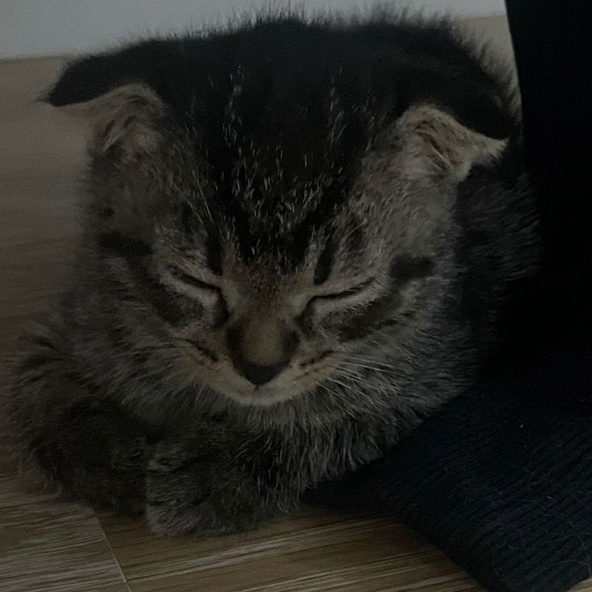 Британский короткошёрстный котёнок