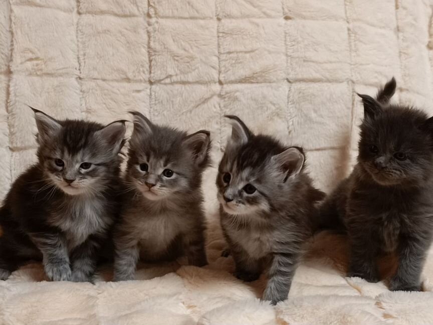 Замечательные котятки мейн-кун