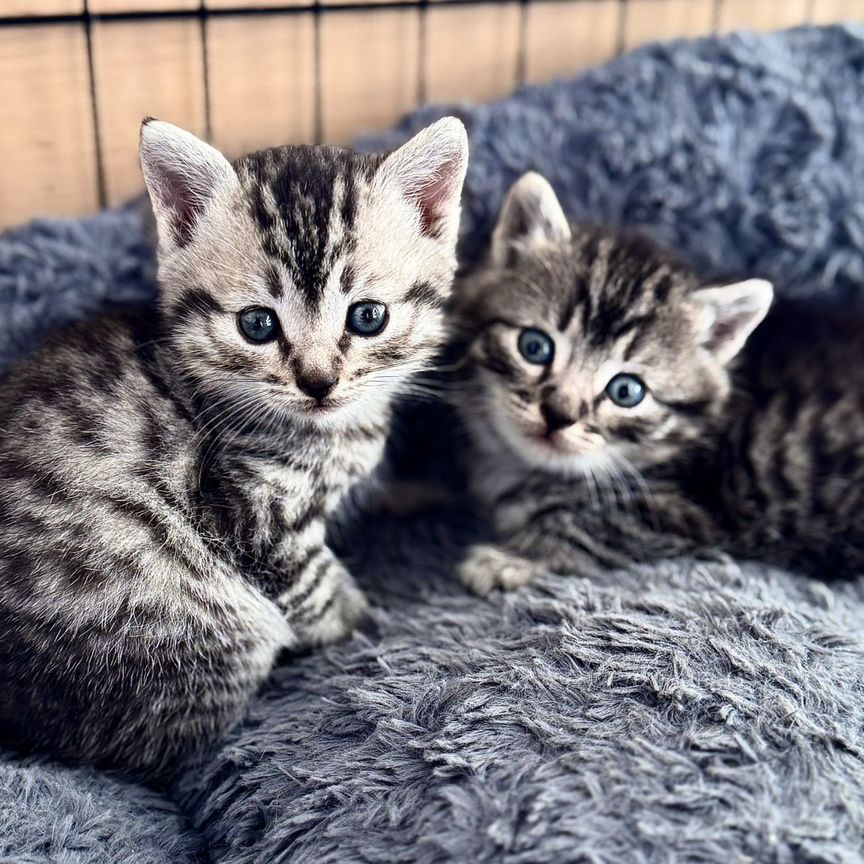 Котята окрас Табби