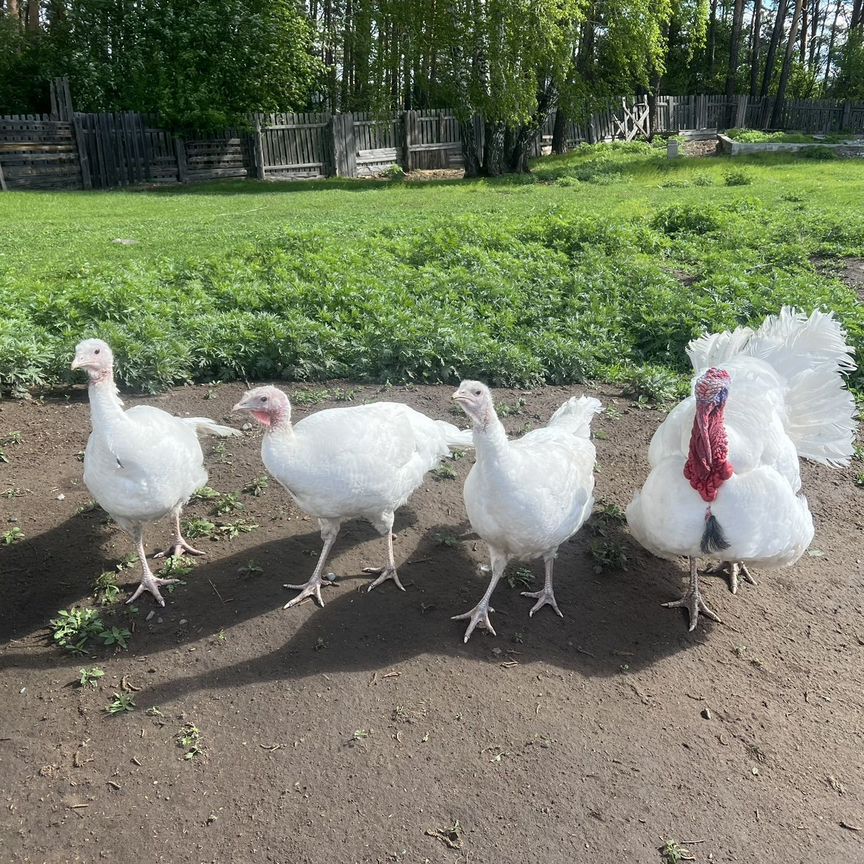Индюки