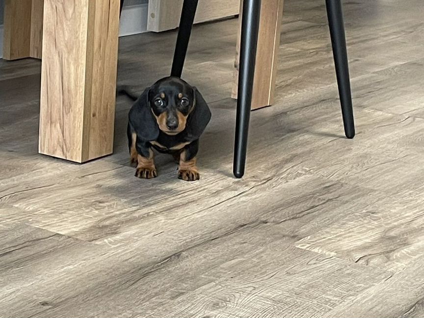 Карликова такса