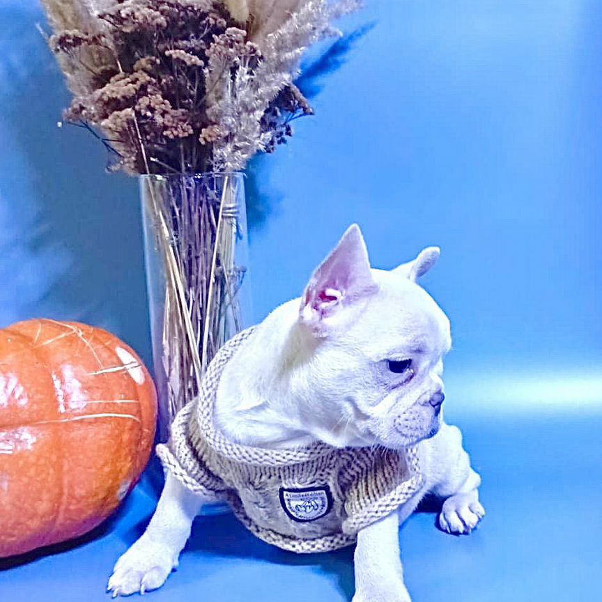 Голубые малыши французики