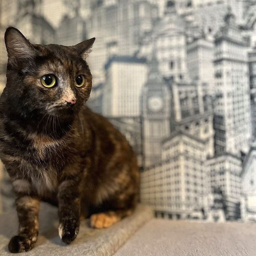 Кошка Оливия