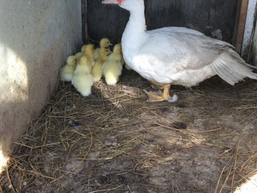 Мускусные индоутята