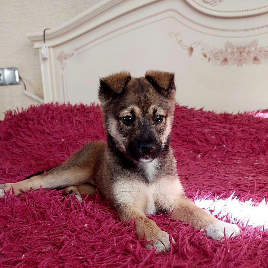 Щенок девочка