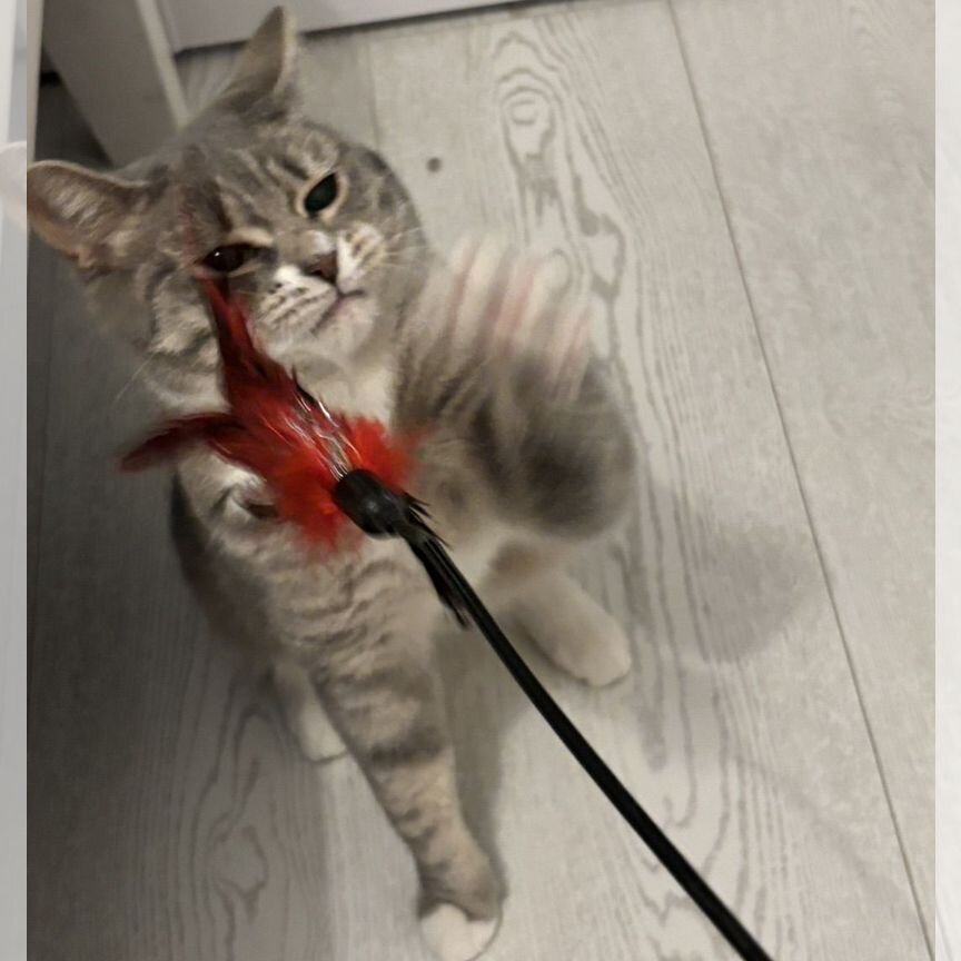 Взрослая, кошка в добрые руки