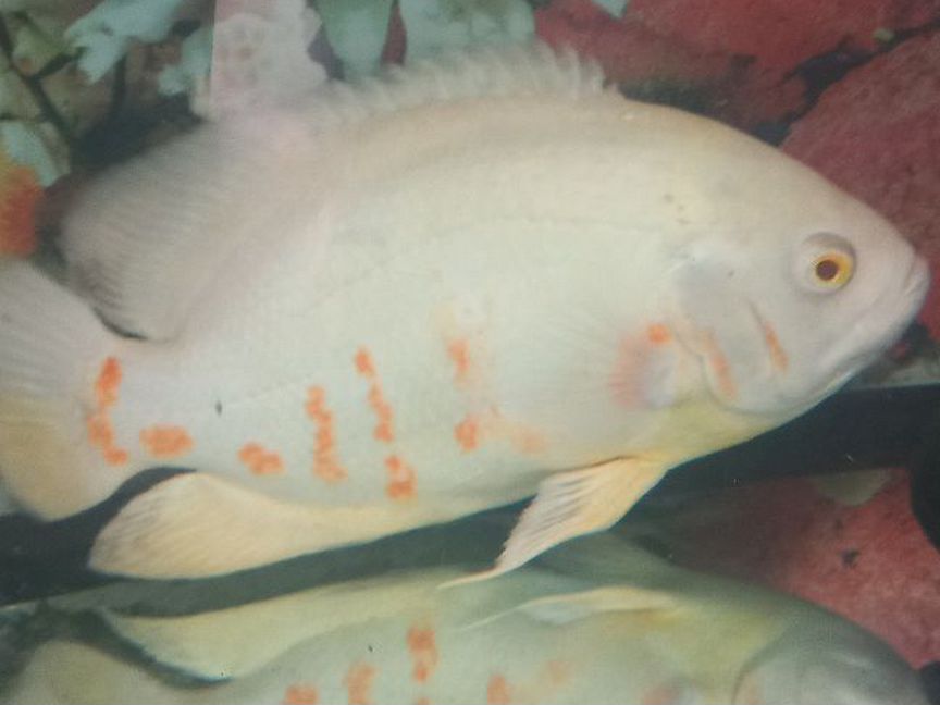 Астронотусы