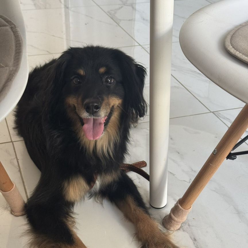 Собака в добрые руки