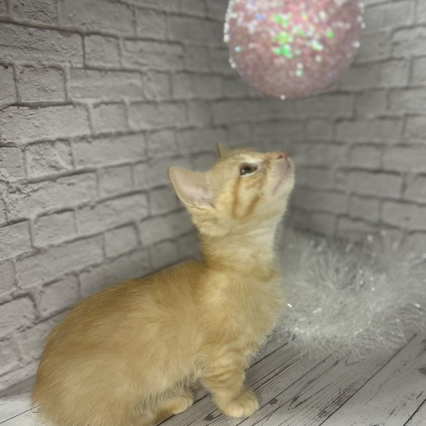 Котенок бамбино