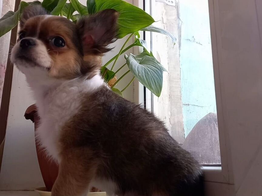 Щенки чихуахуа