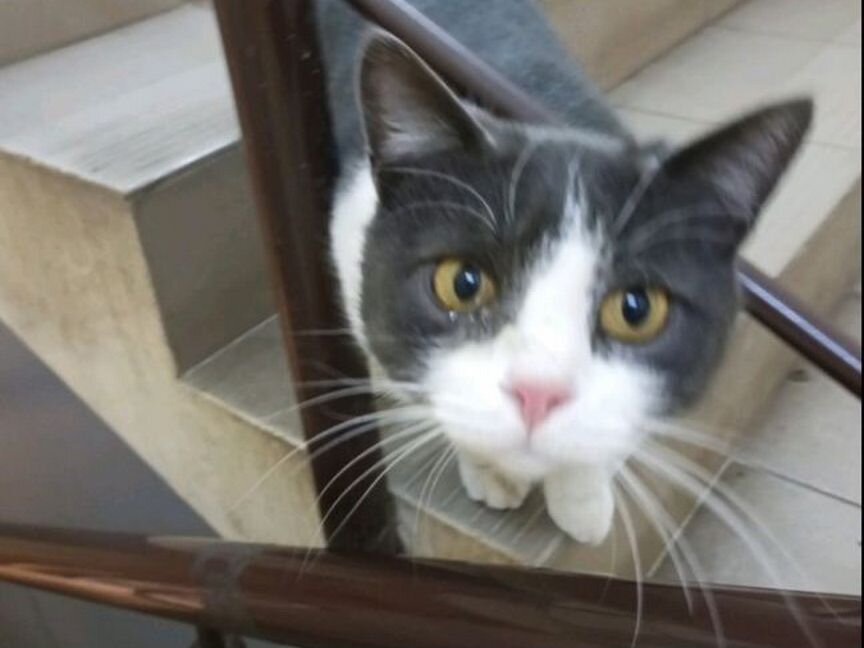 Ищет дом котик Крысолов
