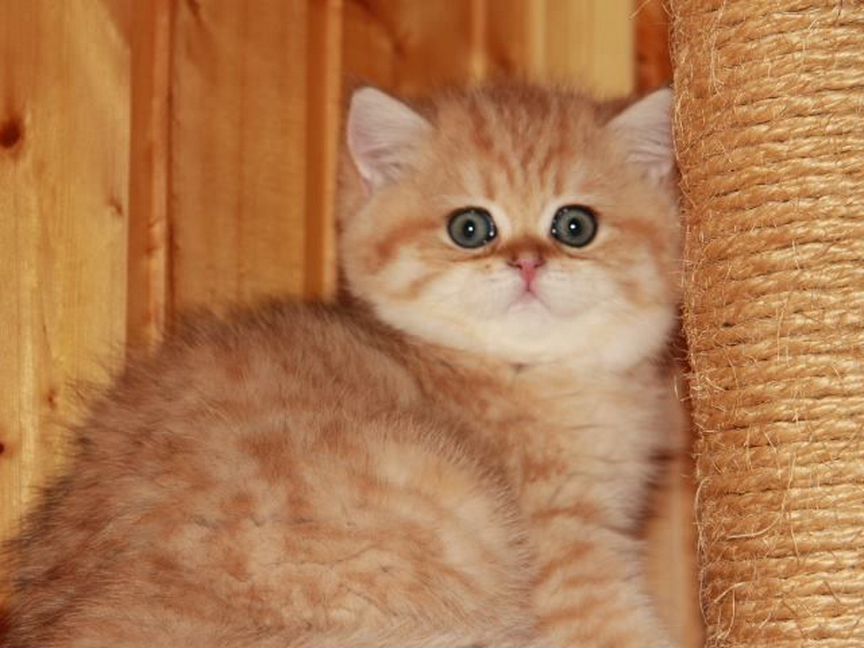 Золотце а не котята,золотые британские котята
