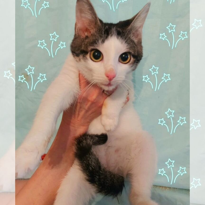 Котята подростки в добрые руки