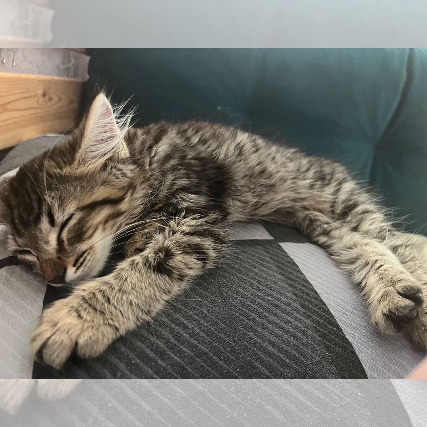 Котёнок в добрые руки
