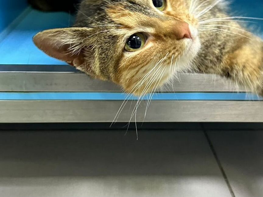 Скрепка очень хочет стать домашней.Есть ли шанс