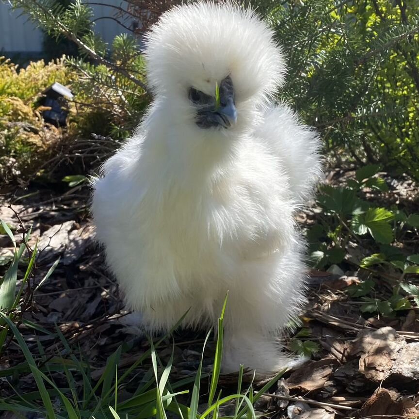 Семья китайской шёлковой