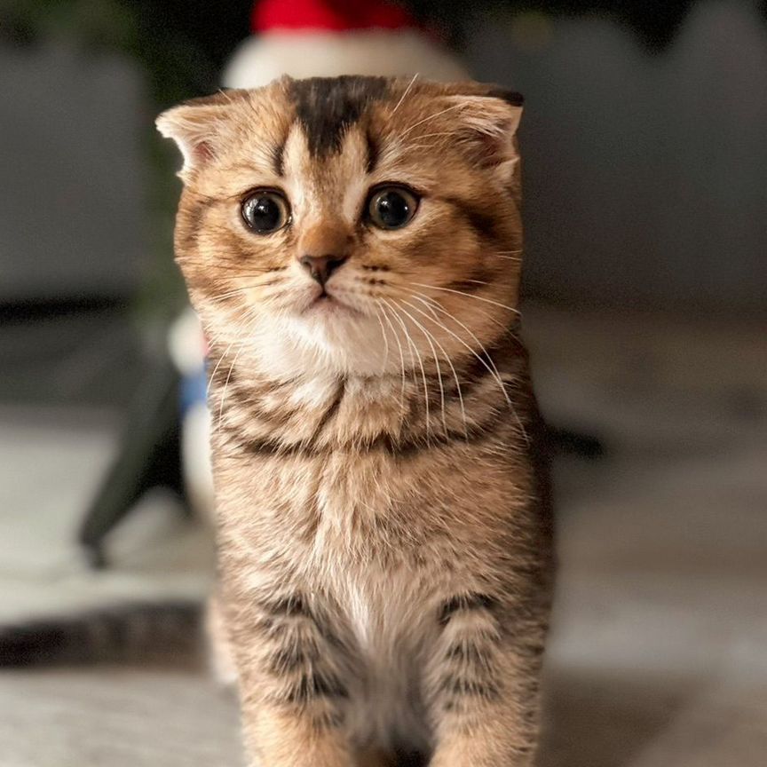 Котик
