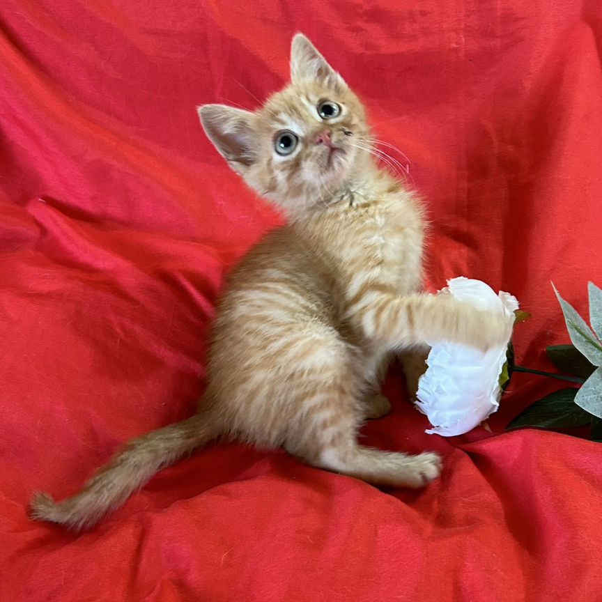 Рыжий котенок Сёмочка