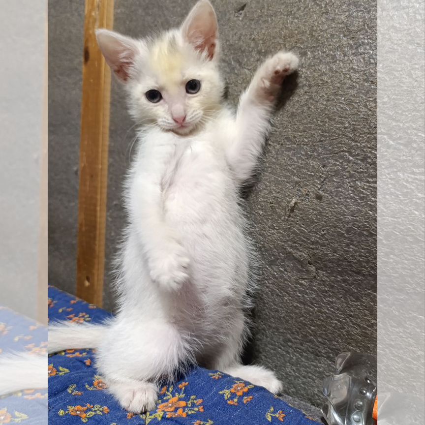 Котёнок в добрые руки