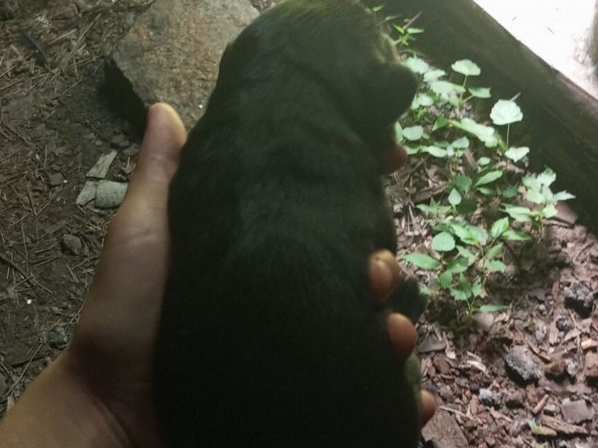 Щенки в добрые руки