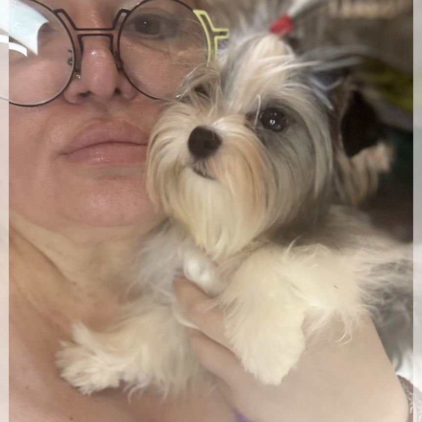 Йоркширский терьер, щенок