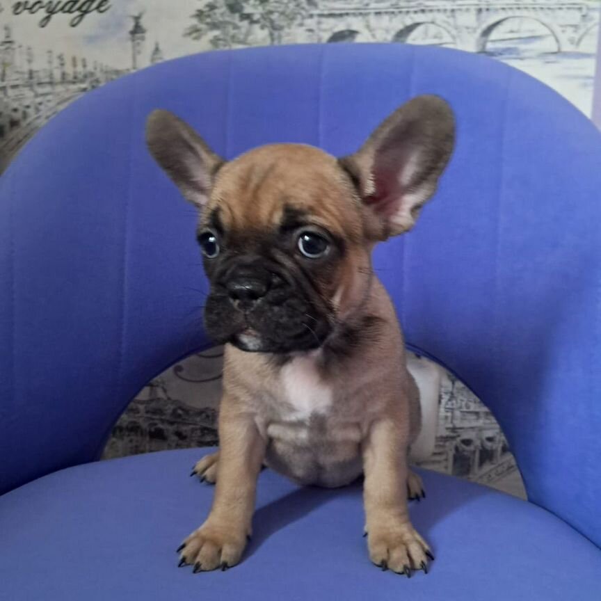 Французский бульдог