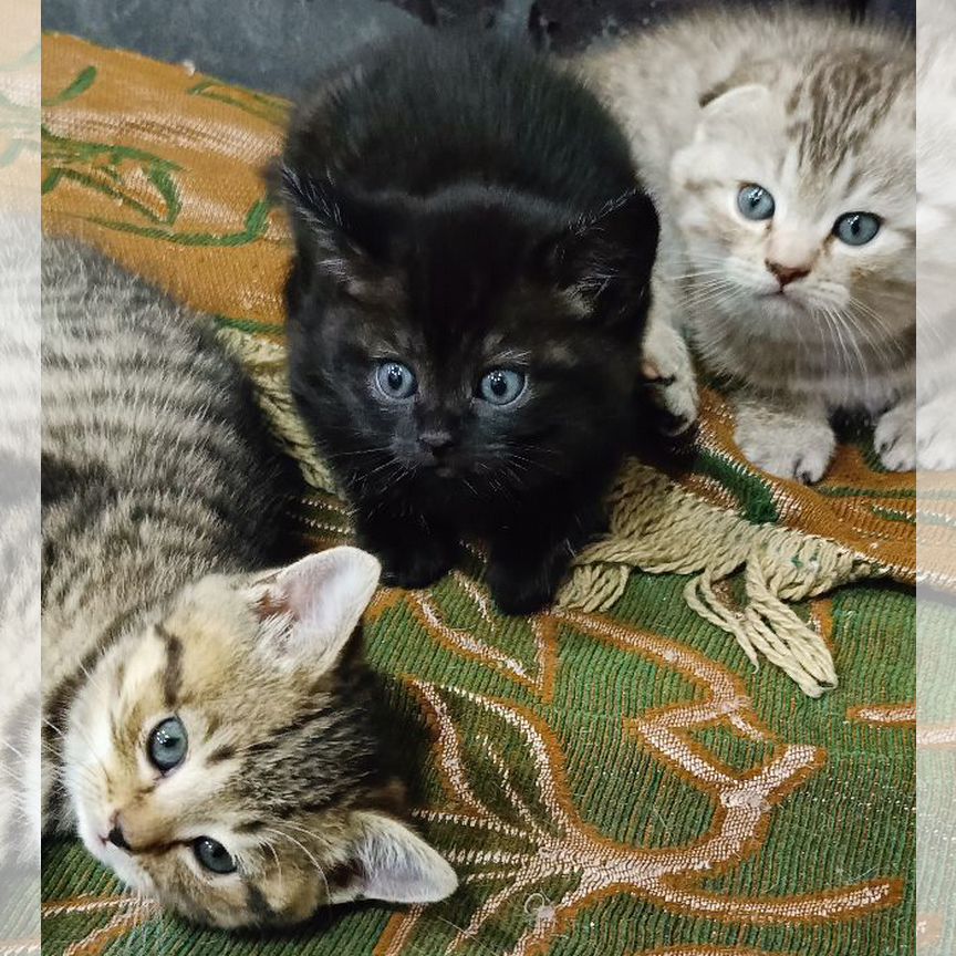 Британские котята