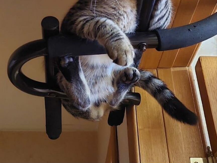 Кошка