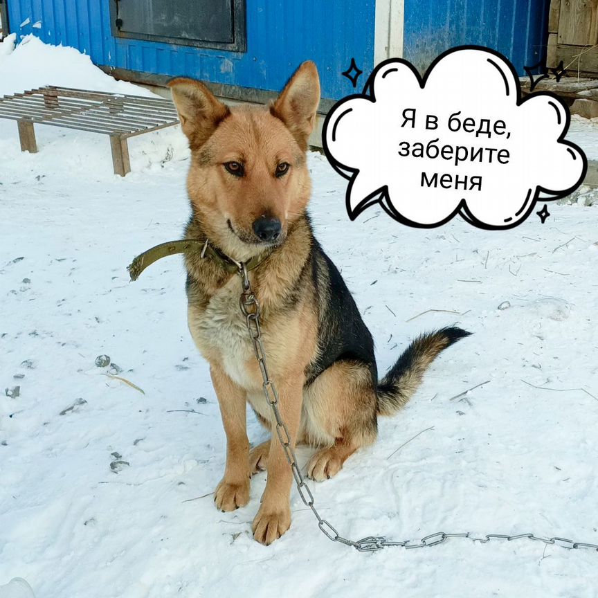 Юная собака в беде (небольшая, в добрые руки)