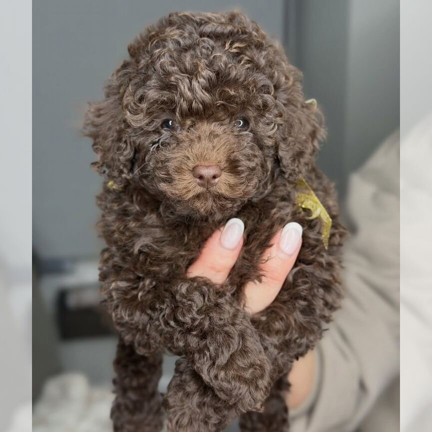 Той-пудель, щенок