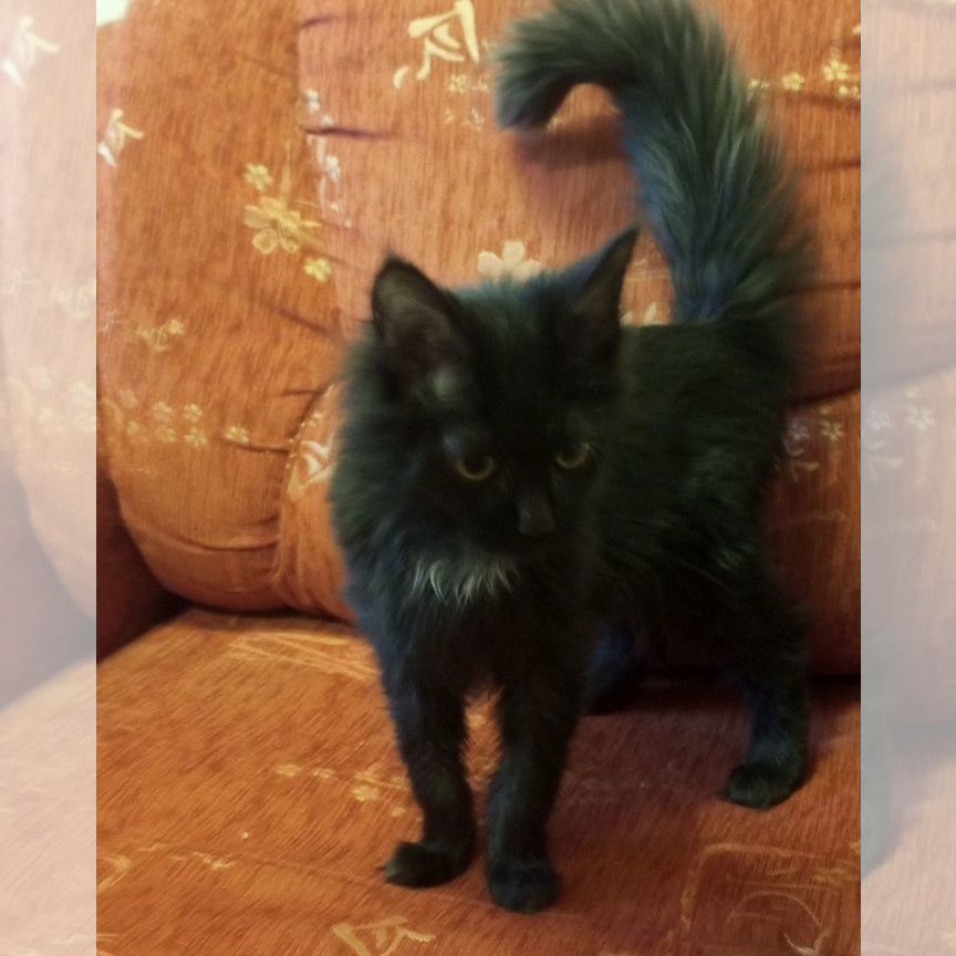 Мейн-кун котёнок