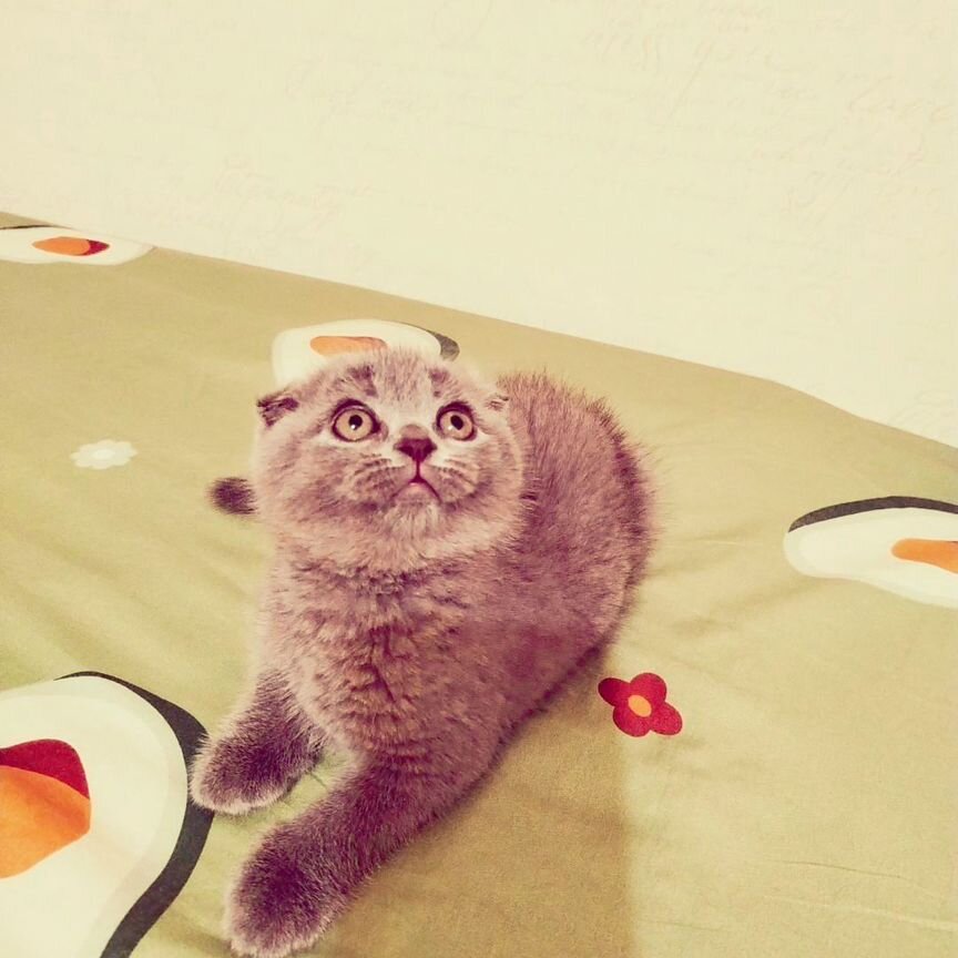 Котята скотиш фолд