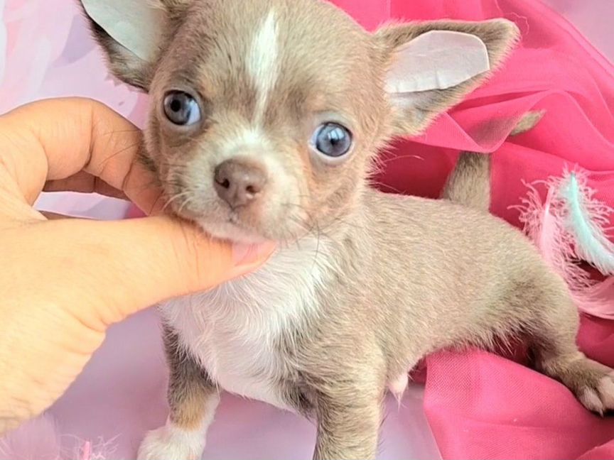 Лиловое чудо