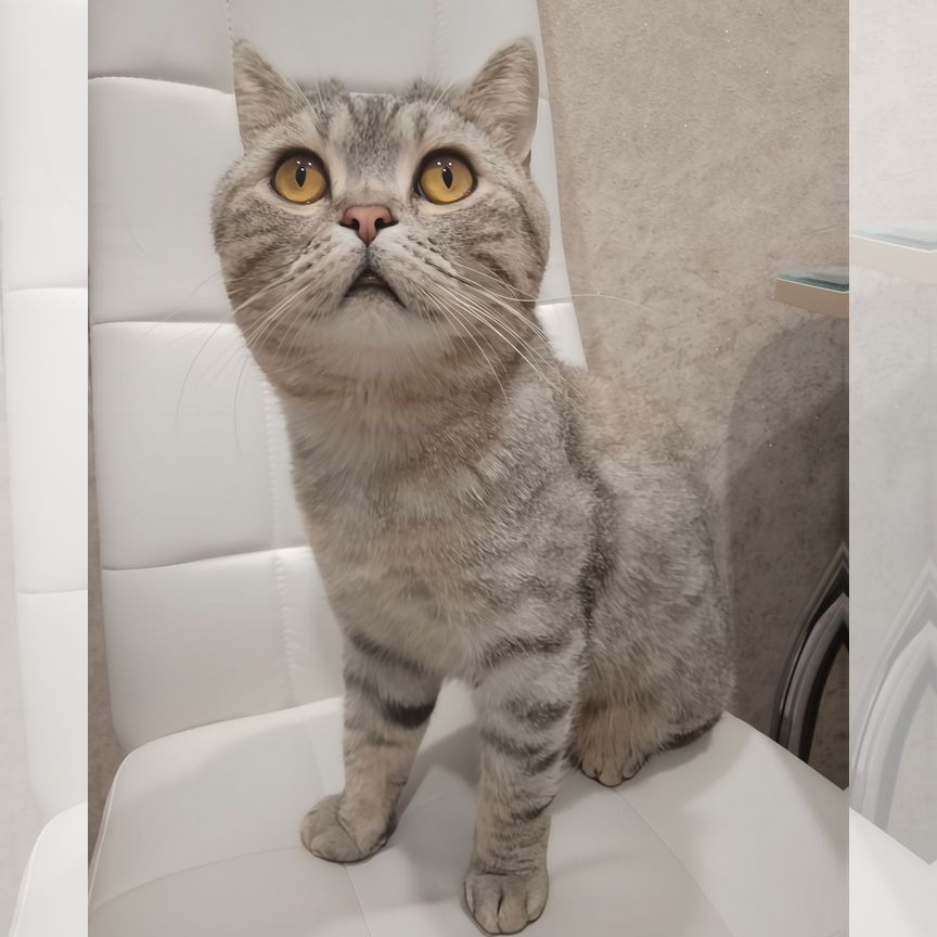 Британский короткошёрстный, взрослый кот