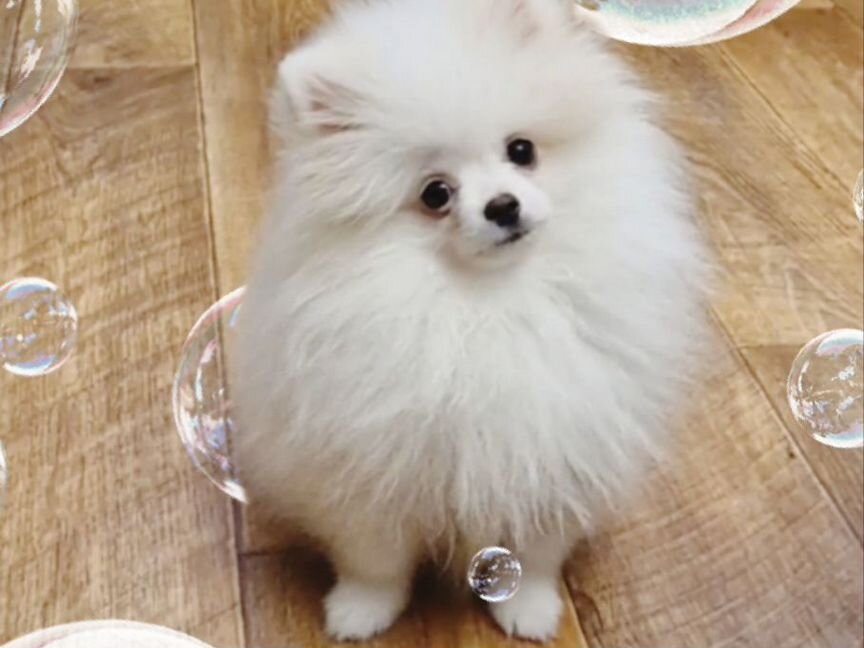 Померанский шпиц девочка 3.5 мес