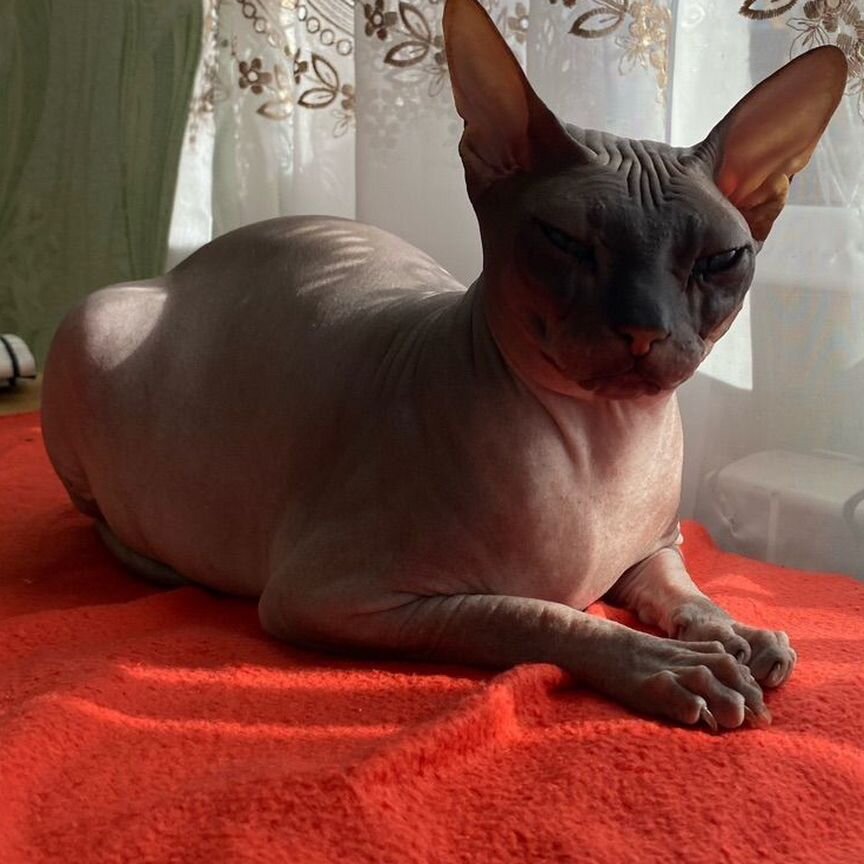 Донской сфинкс, взрослая кошка