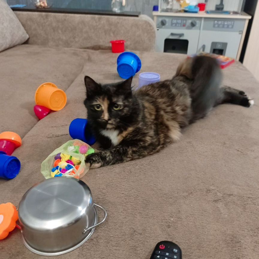 Котенок кошка в добрые руки