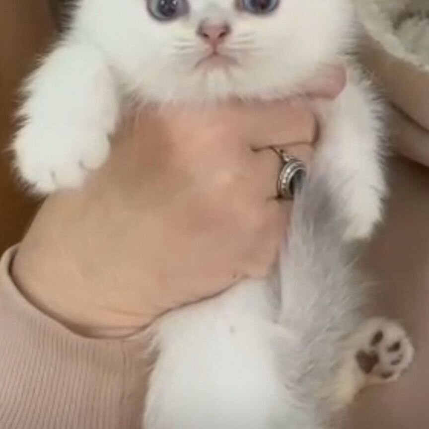 Котик