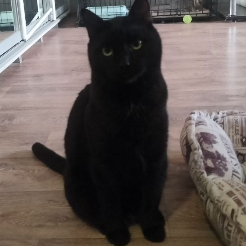 Взрослый кот в добрые руки