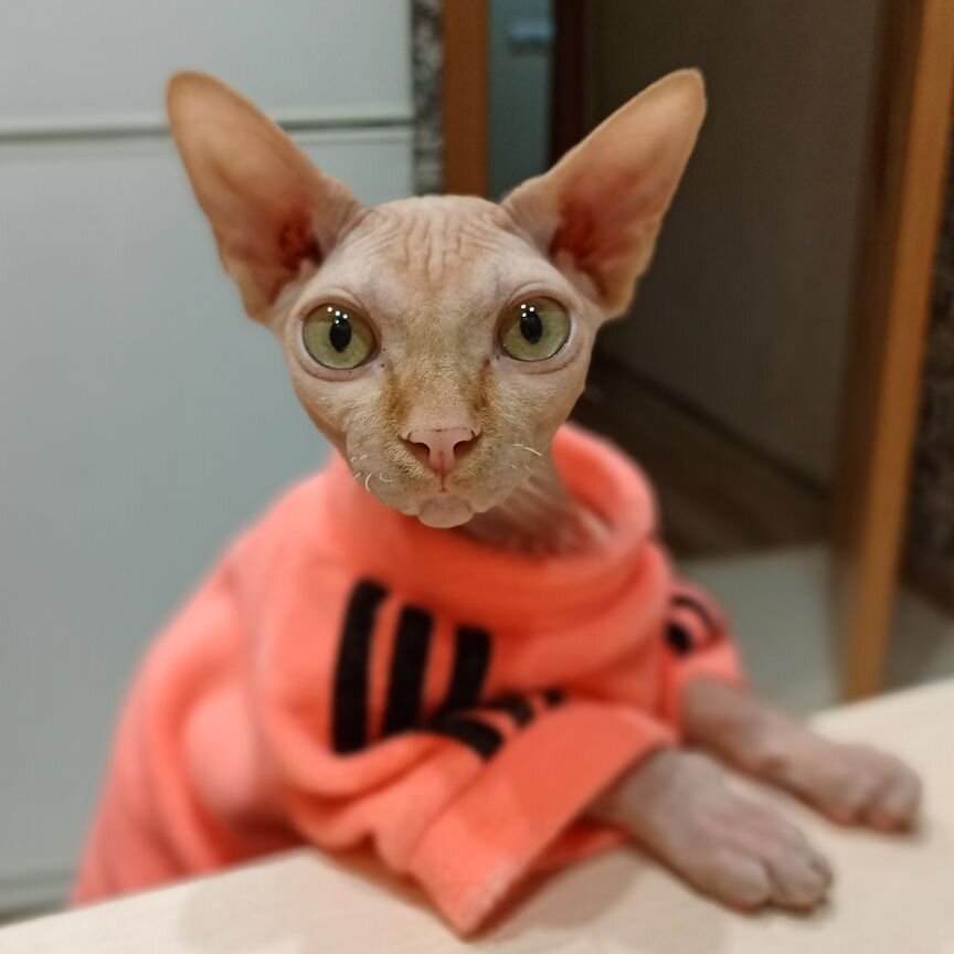 Донской сфинкс кот
