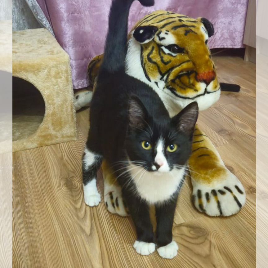 Котенок в добрые руки