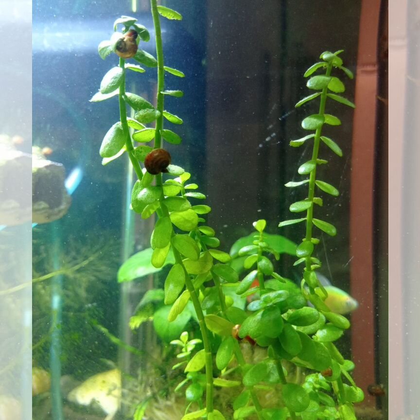 Улитки аквариумные