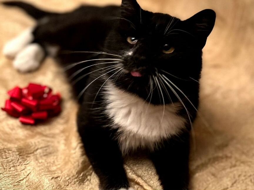 Выброшеный котик ищет дом