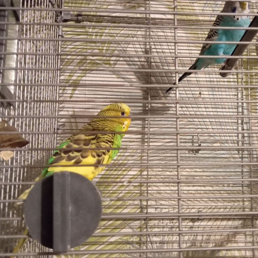 Волнистые попугайчики с клеткой
