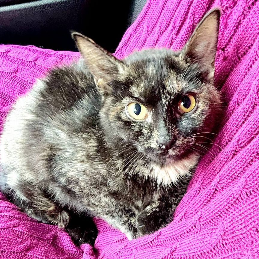 Котёнок девочка в добрые руки