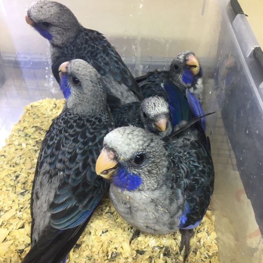 Выкормыши Пенантового Попугая